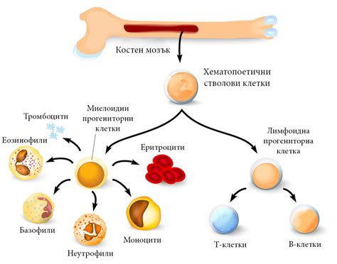 Нивата на лимфоцити показват състоянието на имунната система For Life