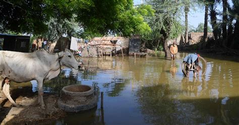 Dodental Van Moessonregens In Pakistan Loopt Verder Op Buitenland