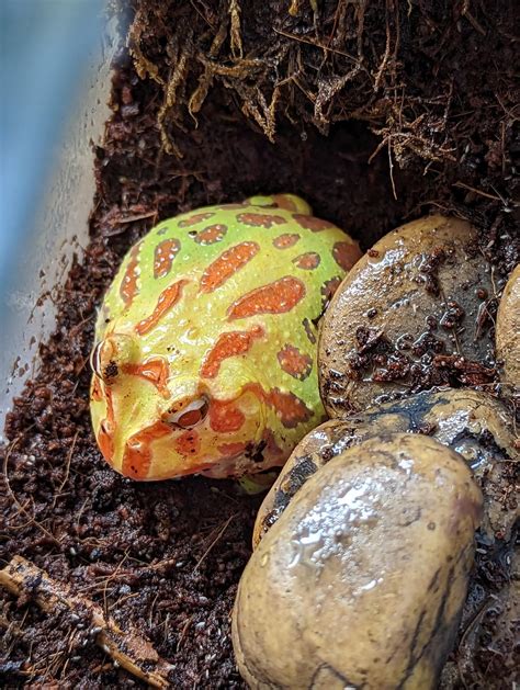 💛🧡💚 R Pacmanfrog