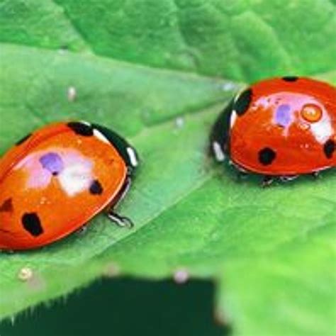 Stream Ladybug Rita By Ahymnsa Listen Online For Free On Soundcloud