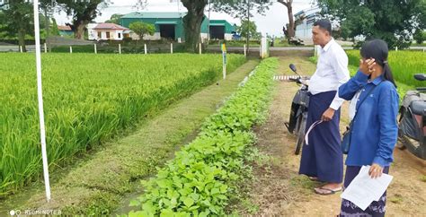 ပေါင်းတည် မျိုးသန့်ခြံ မျိုးသန့်မျိုးပွား မျိုးစေ့ထုတ်စိုက်ခင်းများ အခြေအနေကွင်းဆင်းစစ်ဆေး