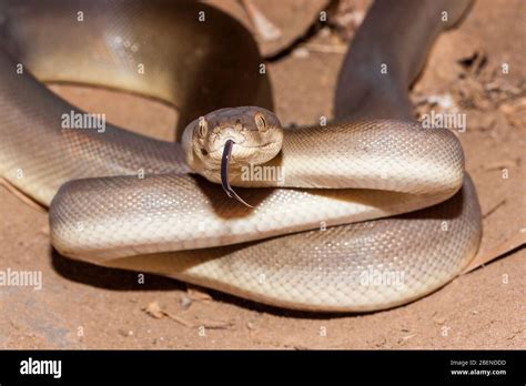 Olive Python In Strike Position Stock Photo Alamy