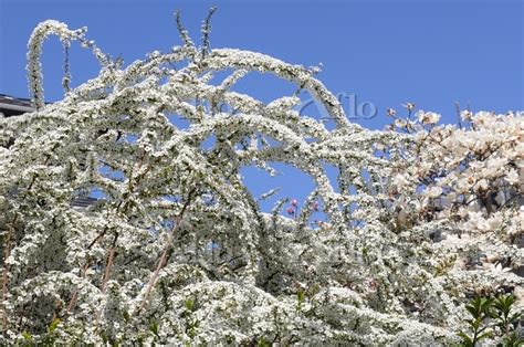 雪柳の花イメージ 11092889 の写真素材 アフロ