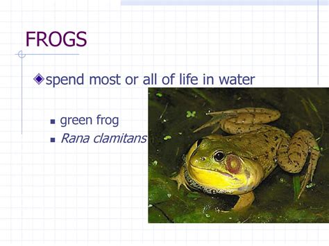 Amphibian And Reptile Management Ppt Download