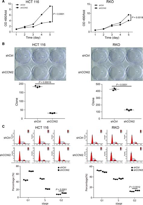 The Effects Of Ccni2 Knockdown On Crc Cells Proliferation And Cell