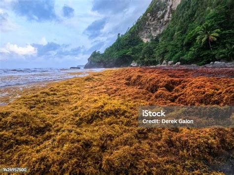 Sargassum 잔디가있는 대서양 측면 카리브해 해변 해변에 대한 스톡 사진 및 기타 이미지 해변 카리브 해 제도 0명