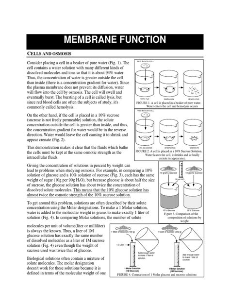 Pdf Lab6 Membrane Function Dokumen Tips