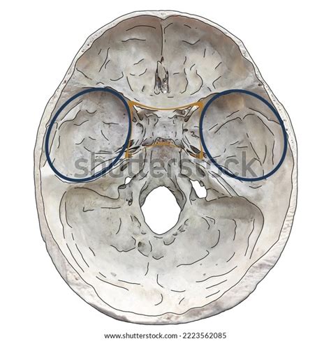 Skull Base Anatomy Cavernous Sinus Middle Stock Illustration 2223562085 Shutterstock