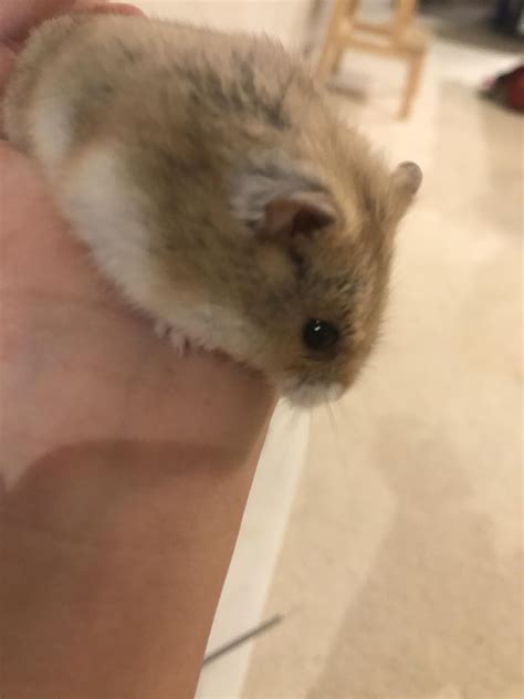 Hamster Rhamstercare