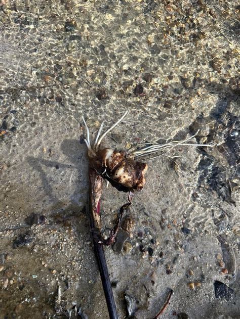 Is This A Taro Patch Rhawaiigardening