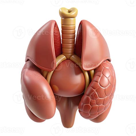 3d Render Of Human Respiratory System Illustration 55063458 Png