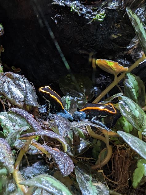 Sexing Help Rdartfrog