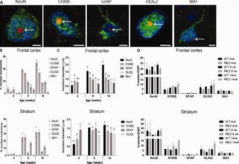 nuclear mhtt inclusions in r6 2 striatum and cortex a exemplary