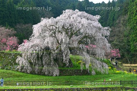 伝説の巨木 奈良県宇陀市にある又兵衛桜の写真素材 251031328 イメージマート
