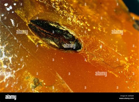 Cockroach In Amber Fossilized Cockroach Order Blattodea Embedded In