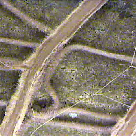 Olive Tree Cv Barnea Images Author J Ephrath With Author Approval