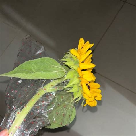 Rain Rain On Threads