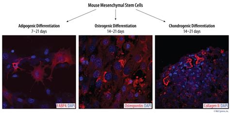 Mouse Mesenchymal Stem Cell Functional Identification Kit Sc010 Bio