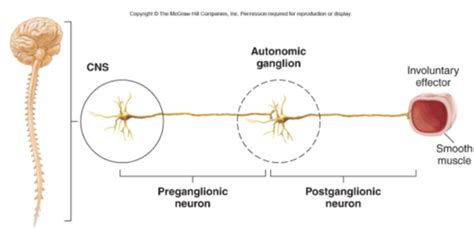 Autonomic Nervous System Flashcards Quizlet