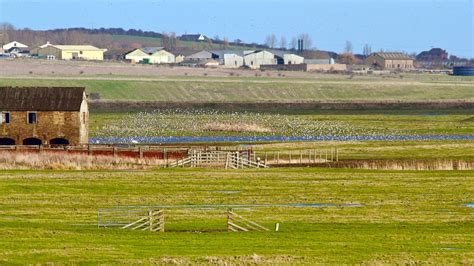 Elmley NNR Colin Peryer Flickr
