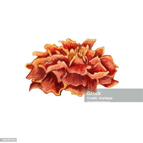 흰색 바탕에 금잔화 또는 Tagetes 꽃 수채화 그림입니다 0명에 대한 스톡 벡터 아트 및 기타 이미지 0명 10월