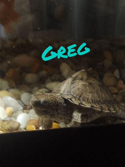I Named My Turtle Greg R Dannygonzalez
