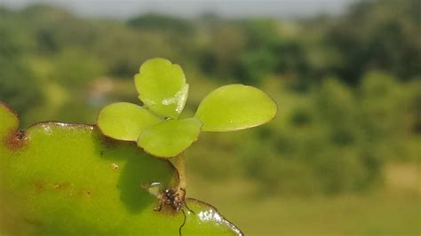How To Grow Pathar Kochi Plant পাথরকুচির গাছের পাতা থেকে পাথরকুচি গাছ কিভাবে তৈরি করব