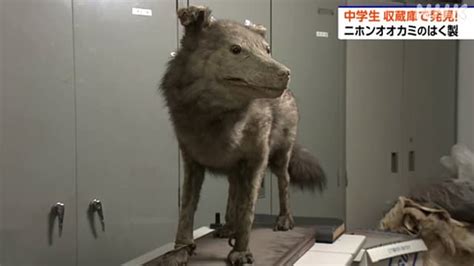 東京・上野 国立科学博物館 ニホンオオカミのはく製公開へ 発見の中学生 “かわいいので見に来てほしい” Nhk