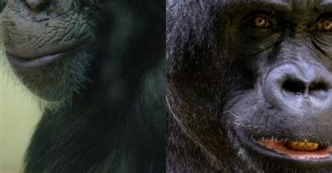 चिंपैंजी और गोरिल्ला में अंतर जानिए कौन है ज्यादा खतनरनाक