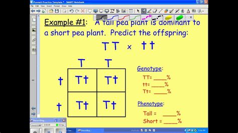 How To Draw A Punnett Square With 4 Traits