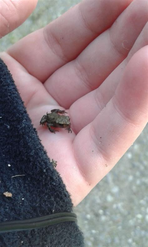 Tiny Toad D Rillegallysmol