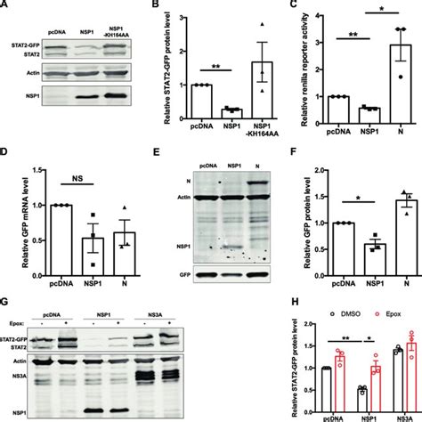 Expression Of Sars Cov 2 Proteins A Huh7 Cells Were Transfected With