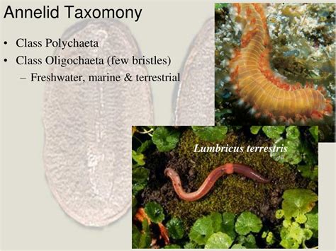 PPT Phylum Annelida PowerPoint Presentation ID 258520