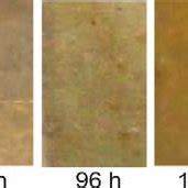 Photographs Of TPS Probes At Different UV Exposure Times Download Scientific Diagram