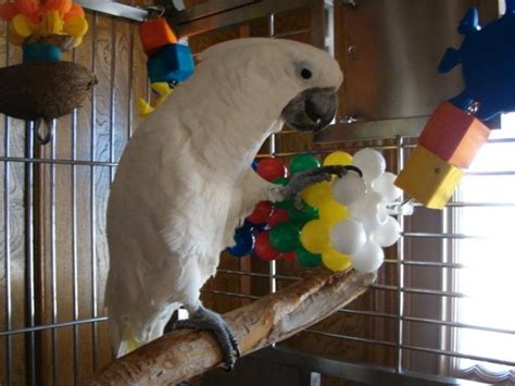 Images About Bird Toys For Cockatoos And Macaw Parrots On Pinterest Feathers Bunnies
