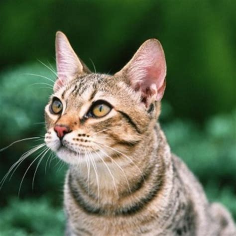 Cute Cat Kaggle