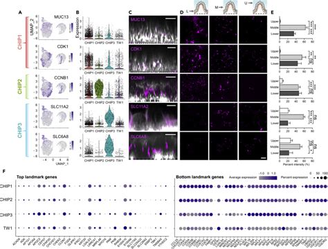 Single Cell Transcriptomic Mapping Of Intestinal Epithelium That