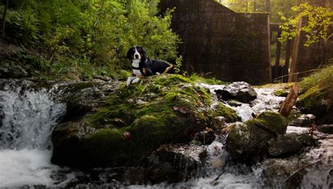 Kentucky Pet Stores Dog Parks Grooming And More Top Dog Tips
