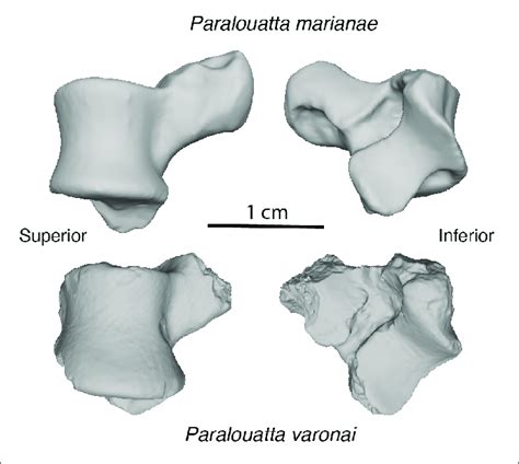 Fossil Sample Under Study Download Scientific Diagram