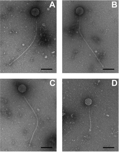Transmission Electron Micrographs Of Phages A Gordtnk2 B Gmala1