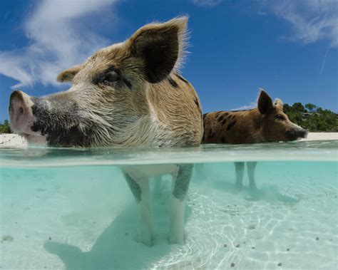 Comment Aller Aux Bahamas Depuis Miami Bons Plans Voyage Floride