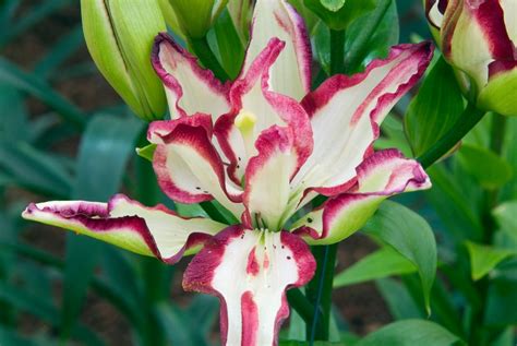 Lilium Double Sensation Iab D Lily Double Sensation Bulbsrhs