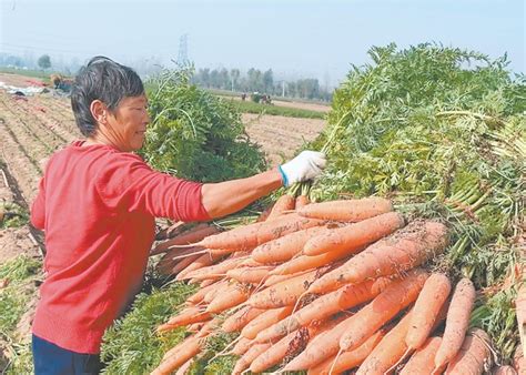 胡萝卜丰收 映红致富路 祥符区 开封网