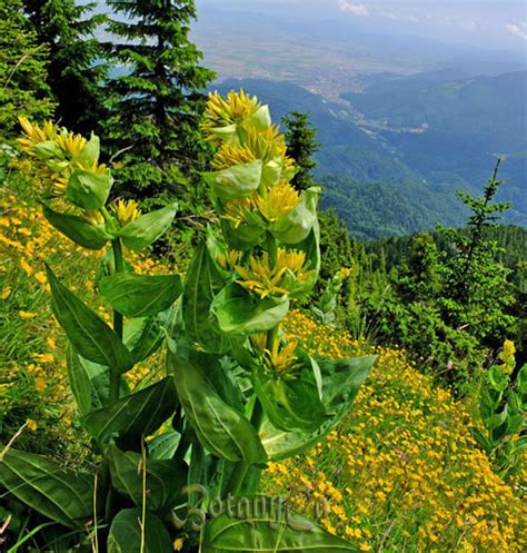 Gentiana Lutea Botanically Inclined Seed Adventures