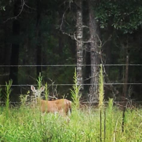 Ashley M Broussard On Linkedin Naturephotography Frontenddevelopment Womenintech Inspiration