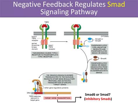 Negative Positive Feedback In Cell Signaling PPTX