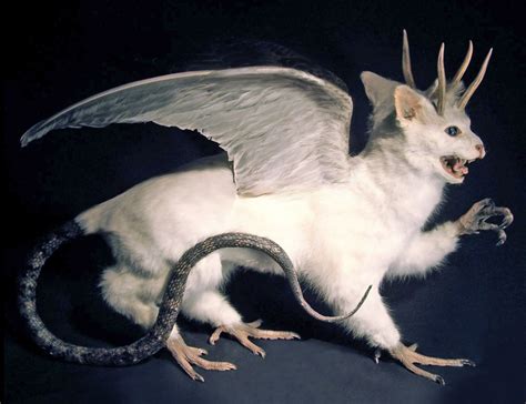 Felid Orthrus By Sarina Brewer The Art Of Rogue Taxidermy Taxidermy