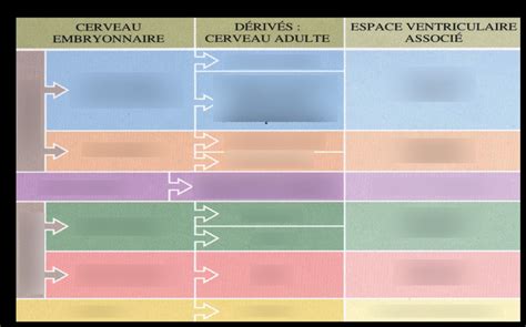 Diagram Of Brain Divisions French Quizlet