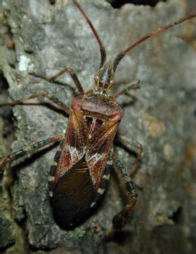 Conifer Leaf Bug