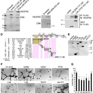 Identification Of The Kif B Domains Required For Binding To Vegfr